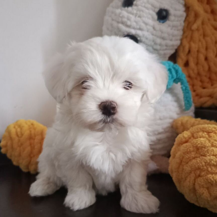 Мальтийская болонка, щенок