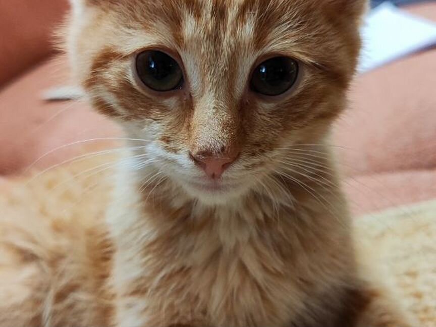 Рыжий котенок в добрые руки бесплатно