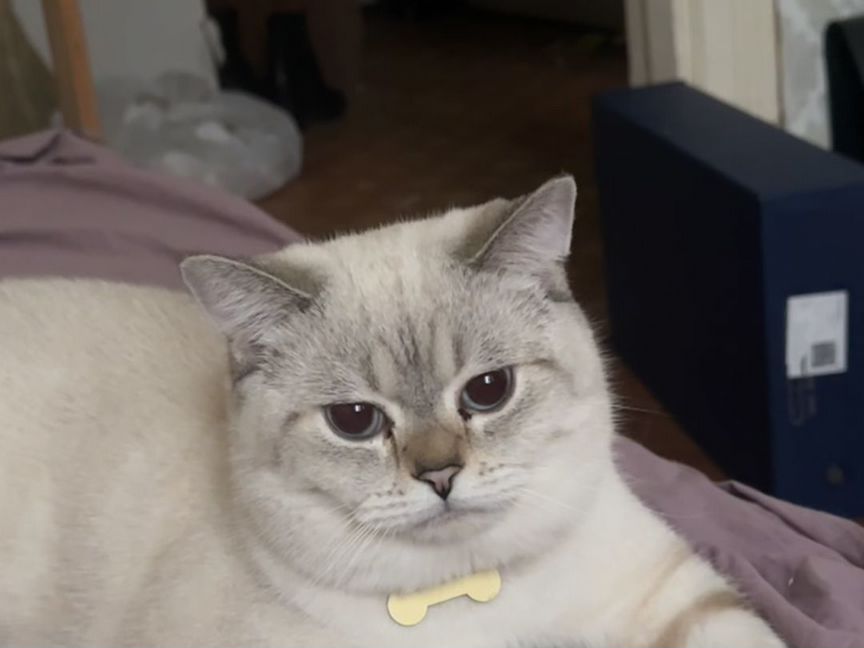 Шотландский кот