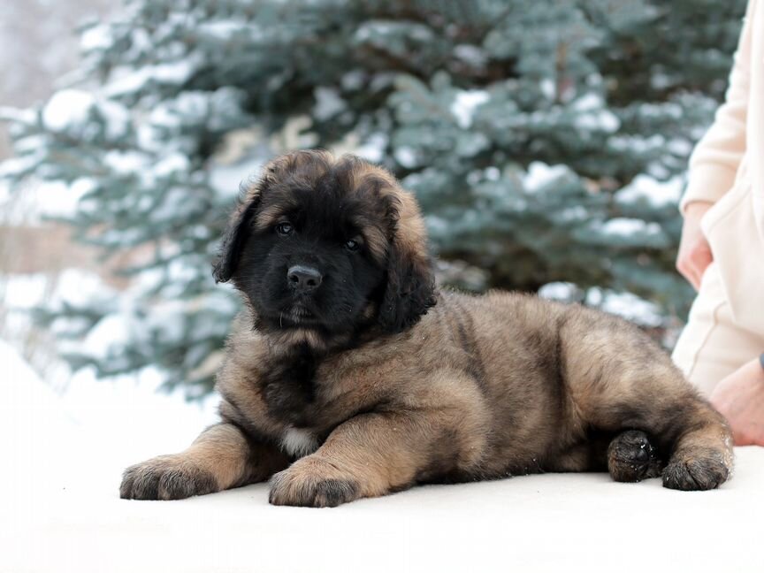 Щенки леонбергер