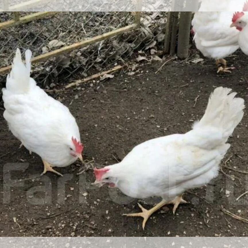 Куры несушки