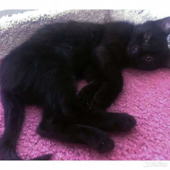 Чёрные котята игривые 3 мес