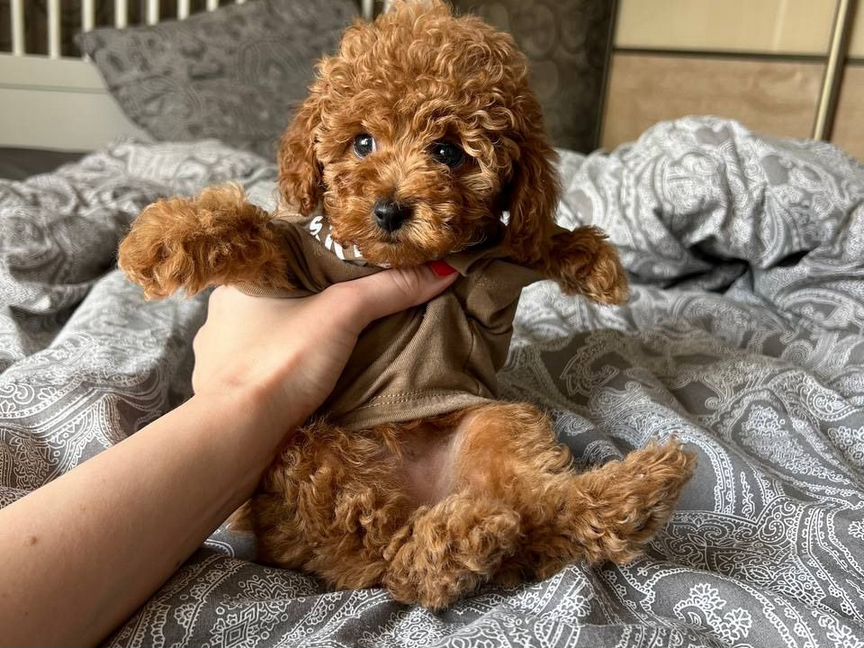 Той-пудель кукольный мальчик