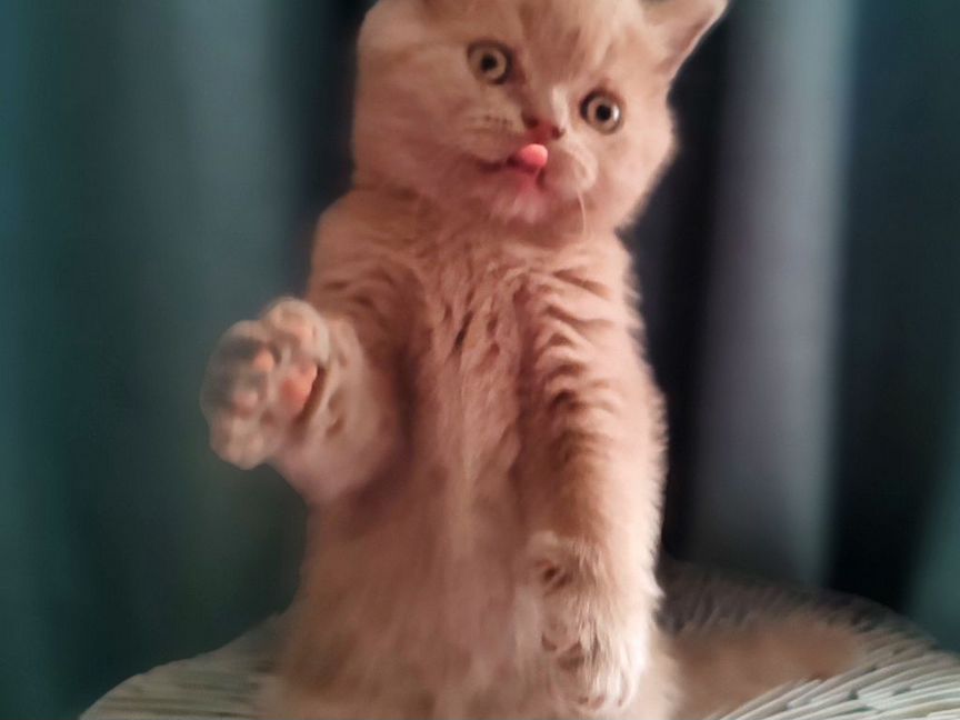 Котенок шотландский