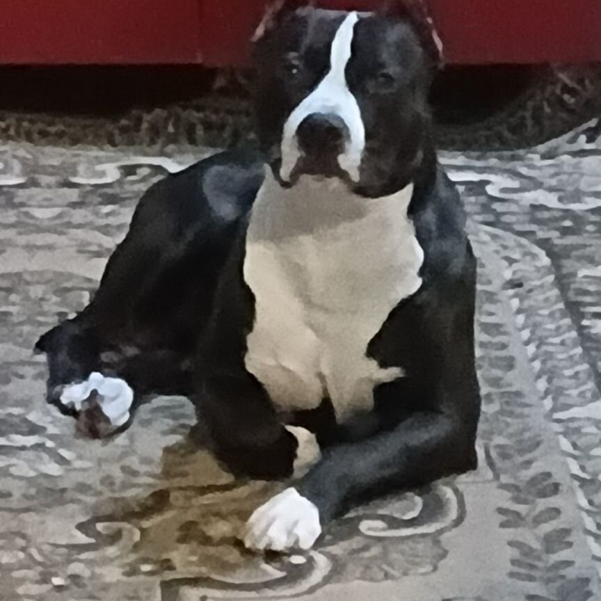 Американский стаффордширский терьер, щенок