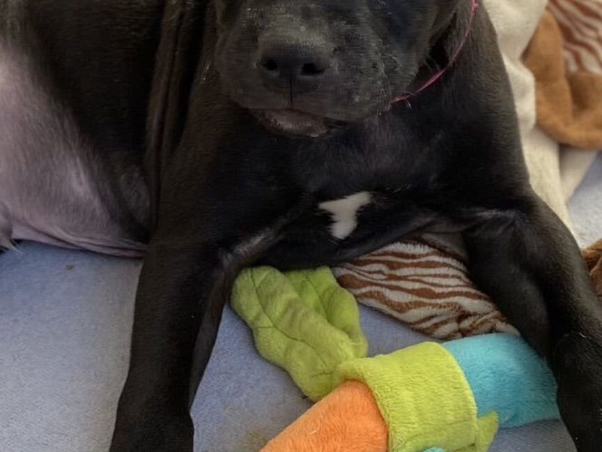 Щенки питбуля