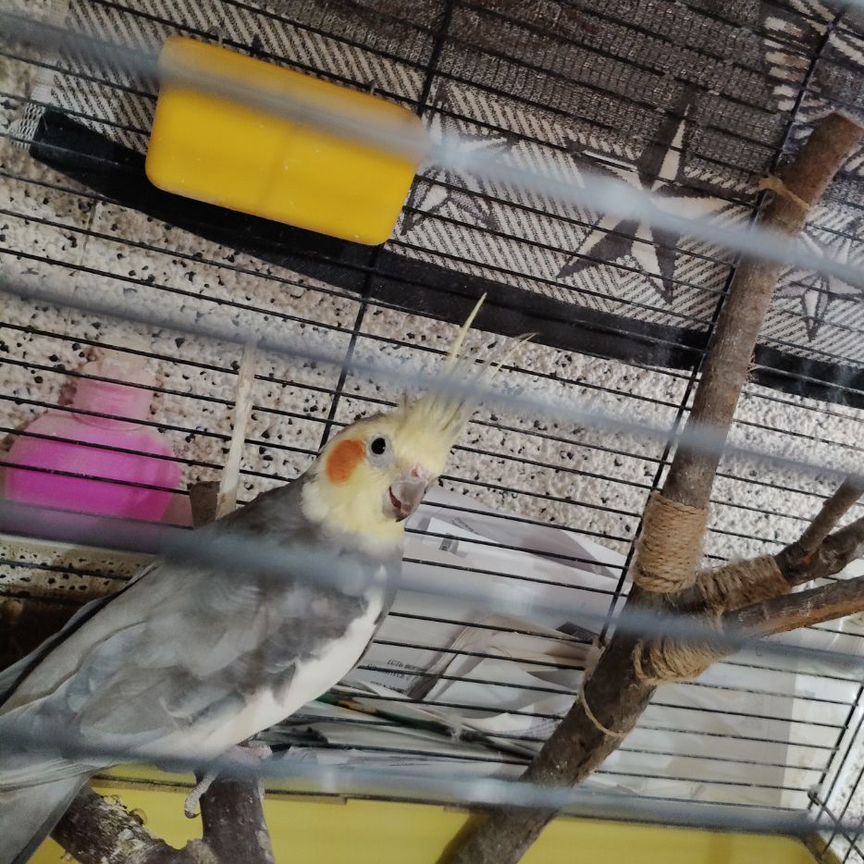 Попугай корелла с клеткой