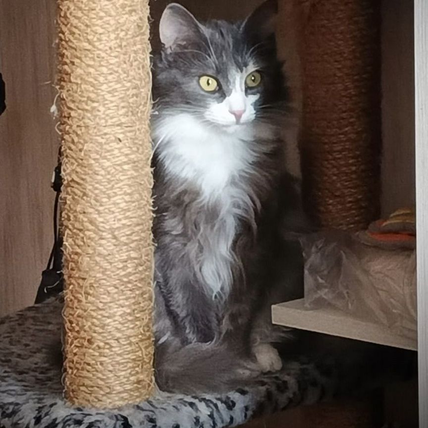 Взрослая, кошка в добрые руки