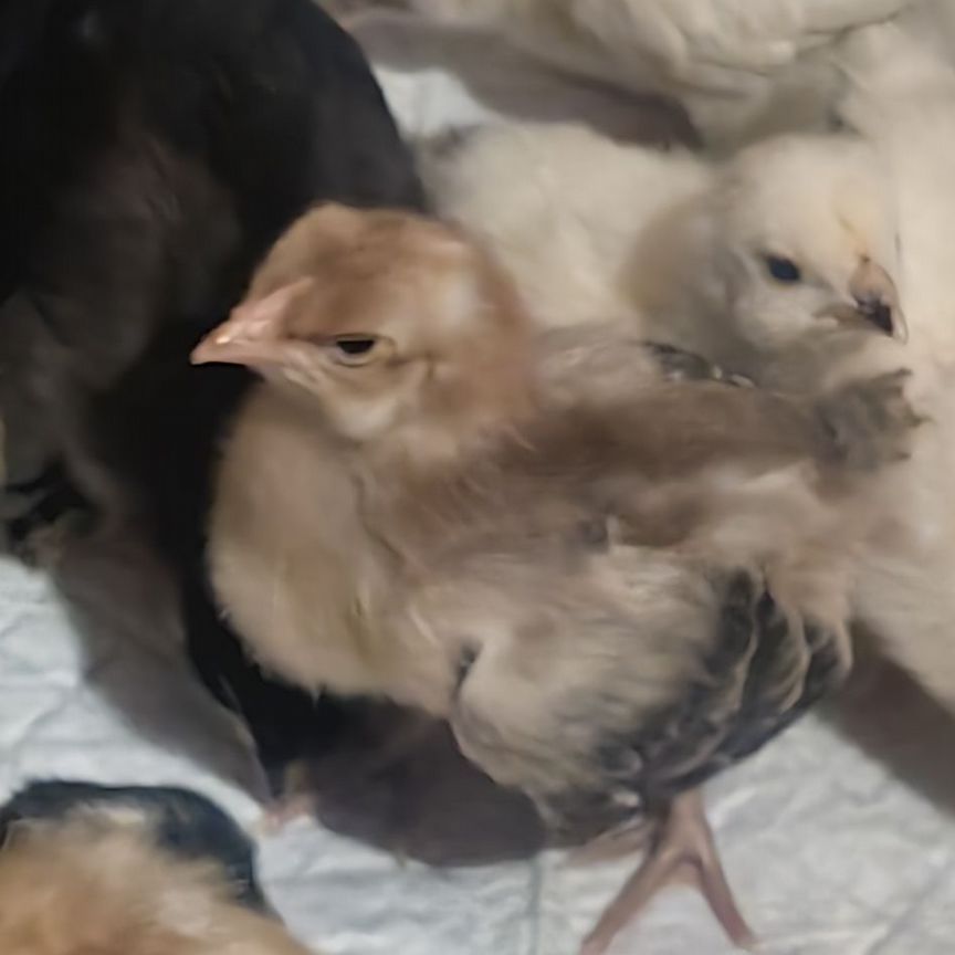 Цыплята несушки и бройлеры