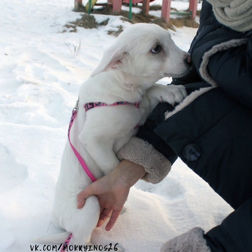Щенок в добрые руки бесплатно