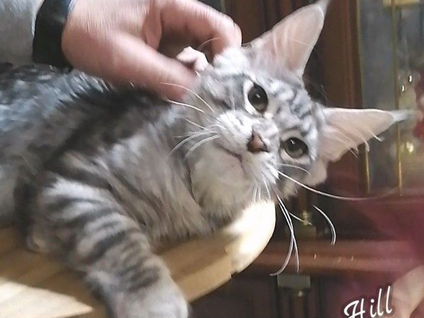Котята мейн-кун