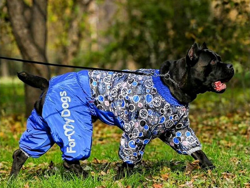 Одежда, обувь, шапки For my dogs