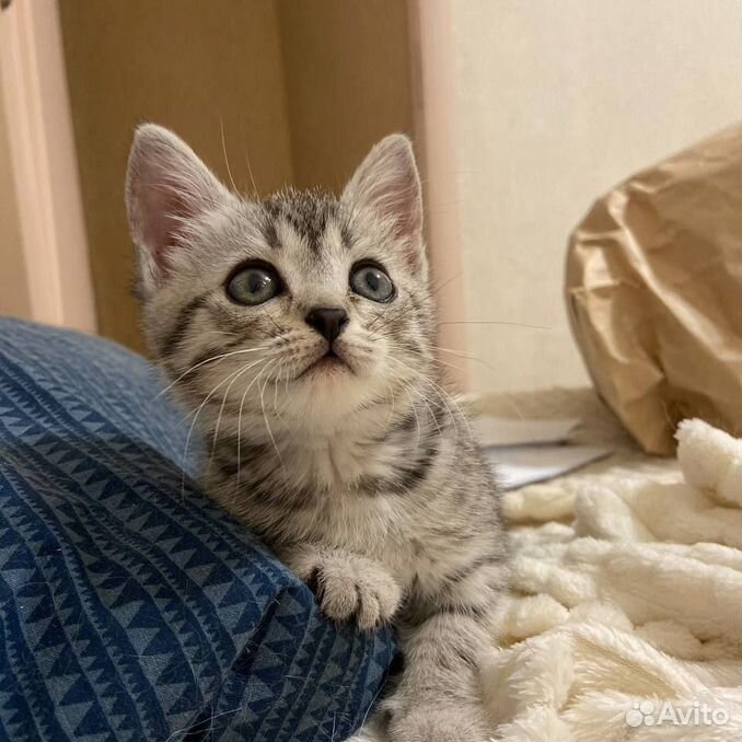 Котенок Чуня ищет дом