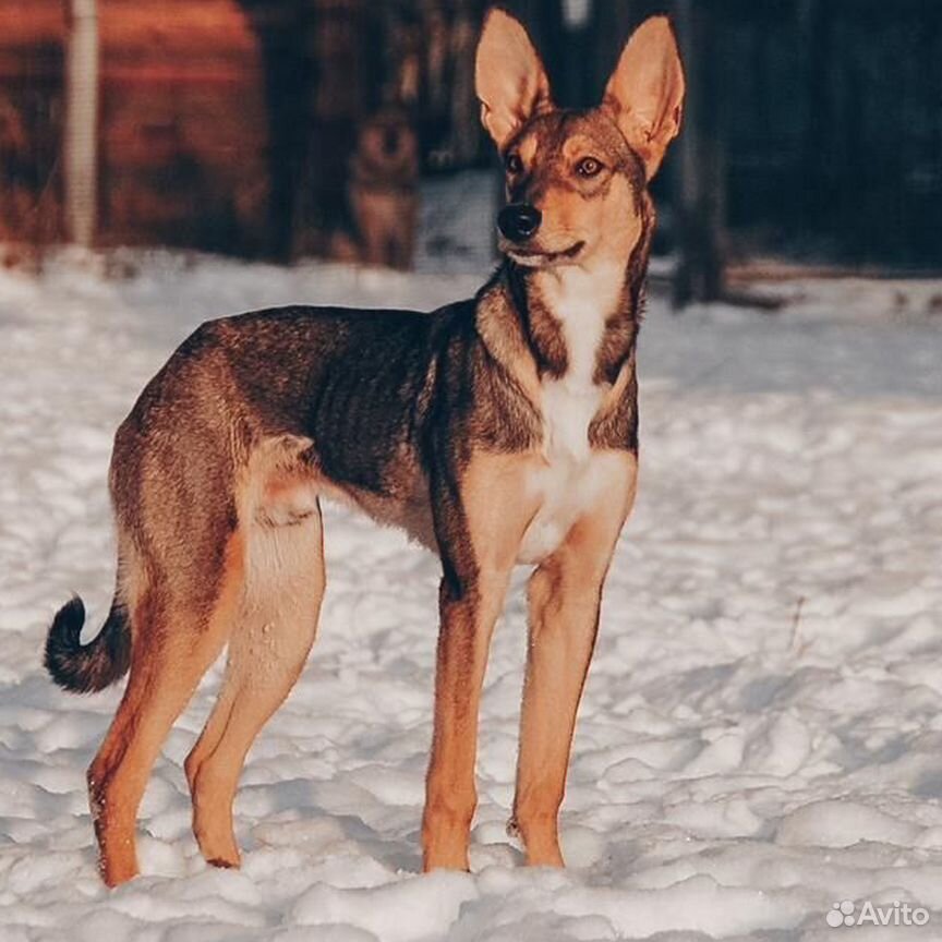 Ласковый песик Вернон в дар