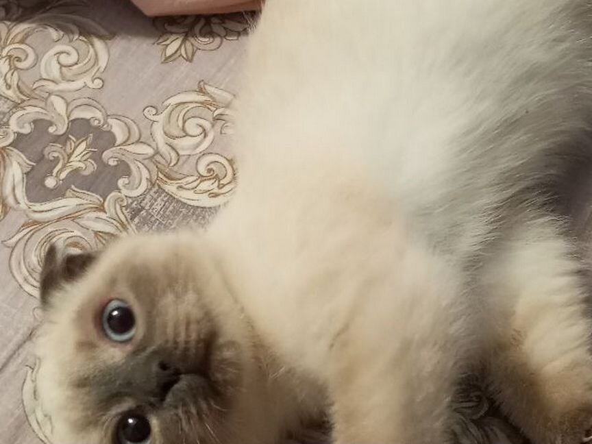 Кошка невская маскарадная котята