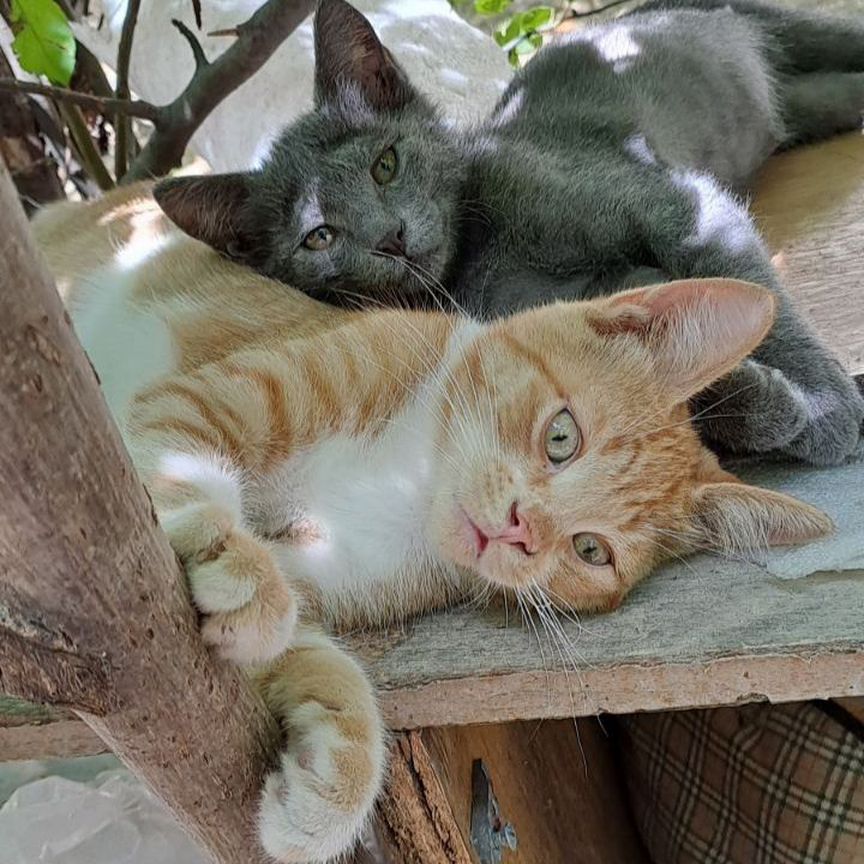 Котенок в добрые руки