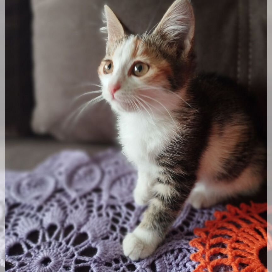 Ориентальный котёнок