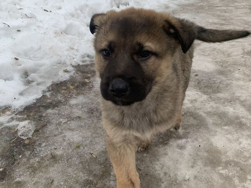 Щенок девочка