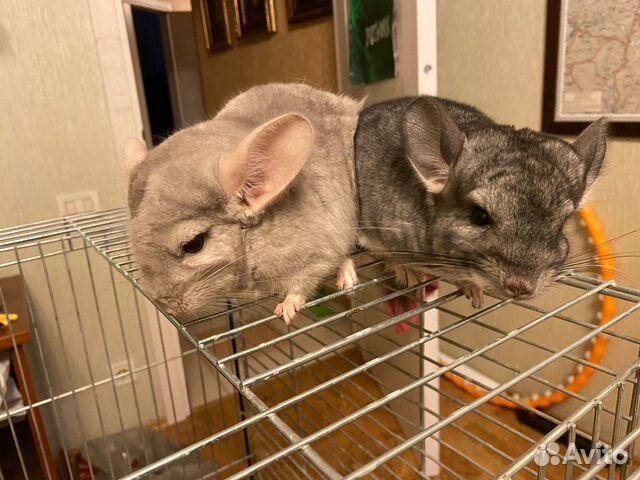 Шиншиллы с клеткой