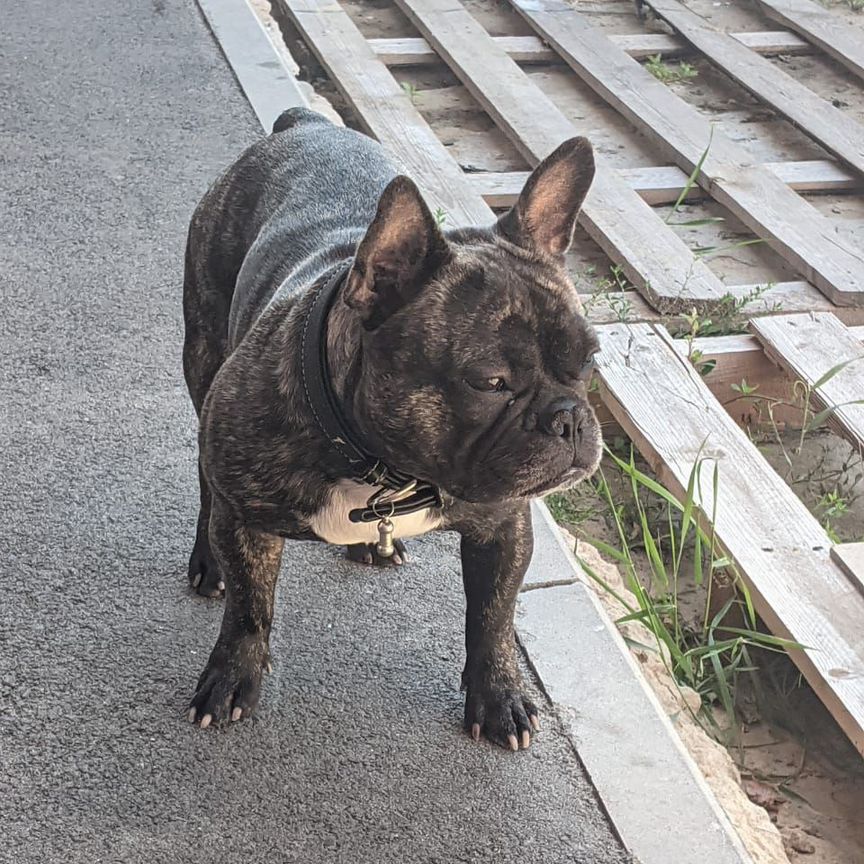 Французский бульдог