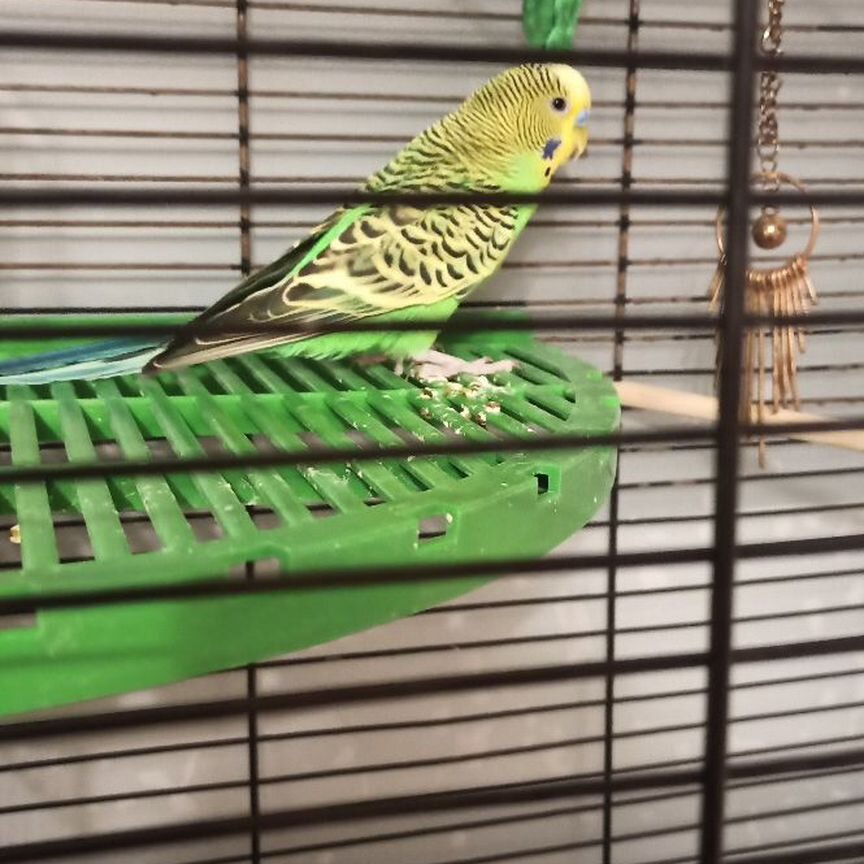 Волнистый попугай