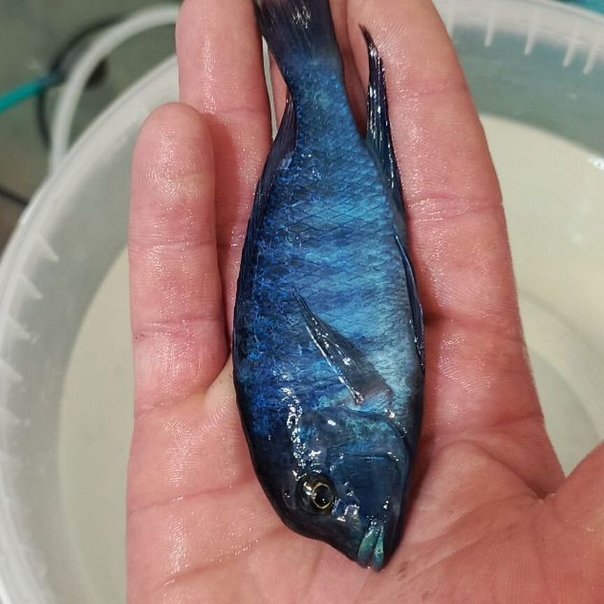 Голубой дельфин самец