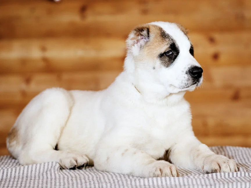 Среднеазиатская овчарка