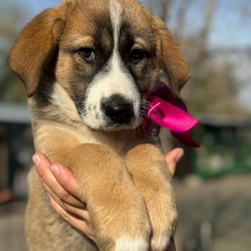 Не хочу умереть в приюте