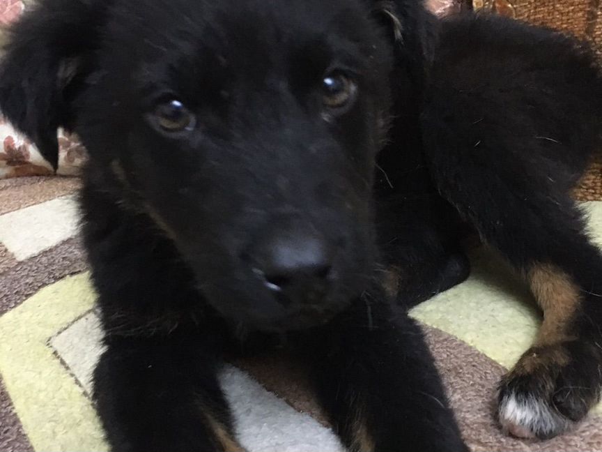 Щенки в частный дом