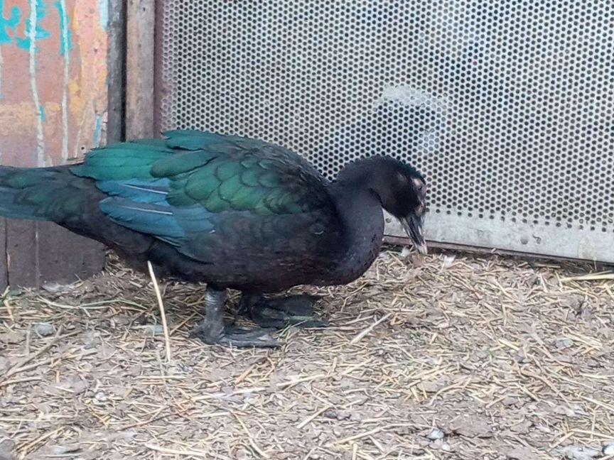 Мускусные утки