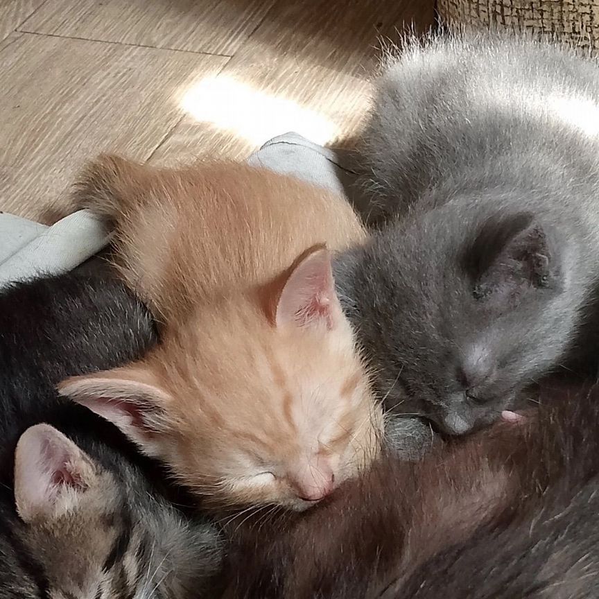 Котята