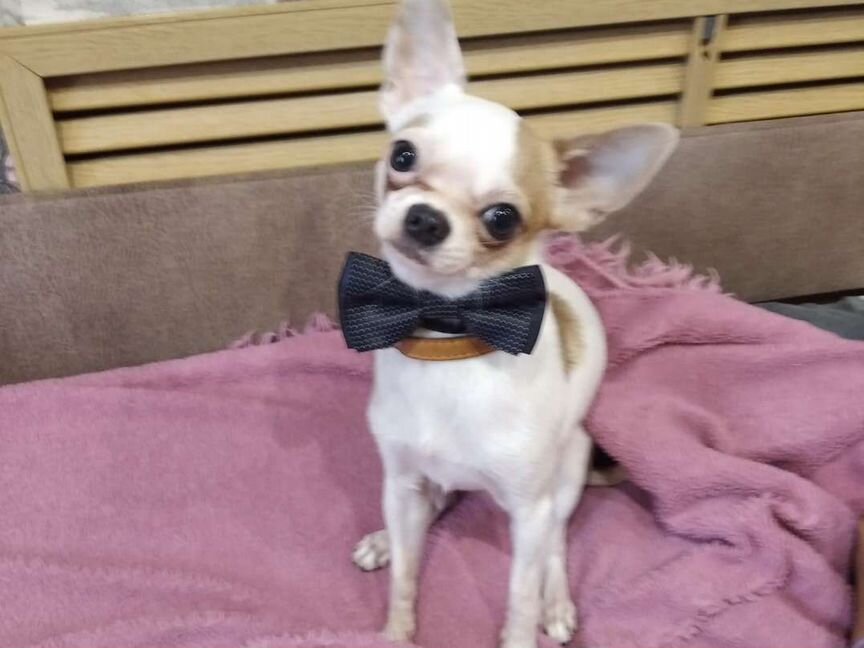 Чихуахуа вязка