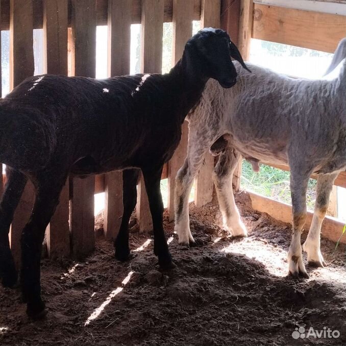 Продам ягнят