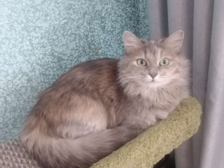 Кошка, пушистая пепельная черепашка, около года