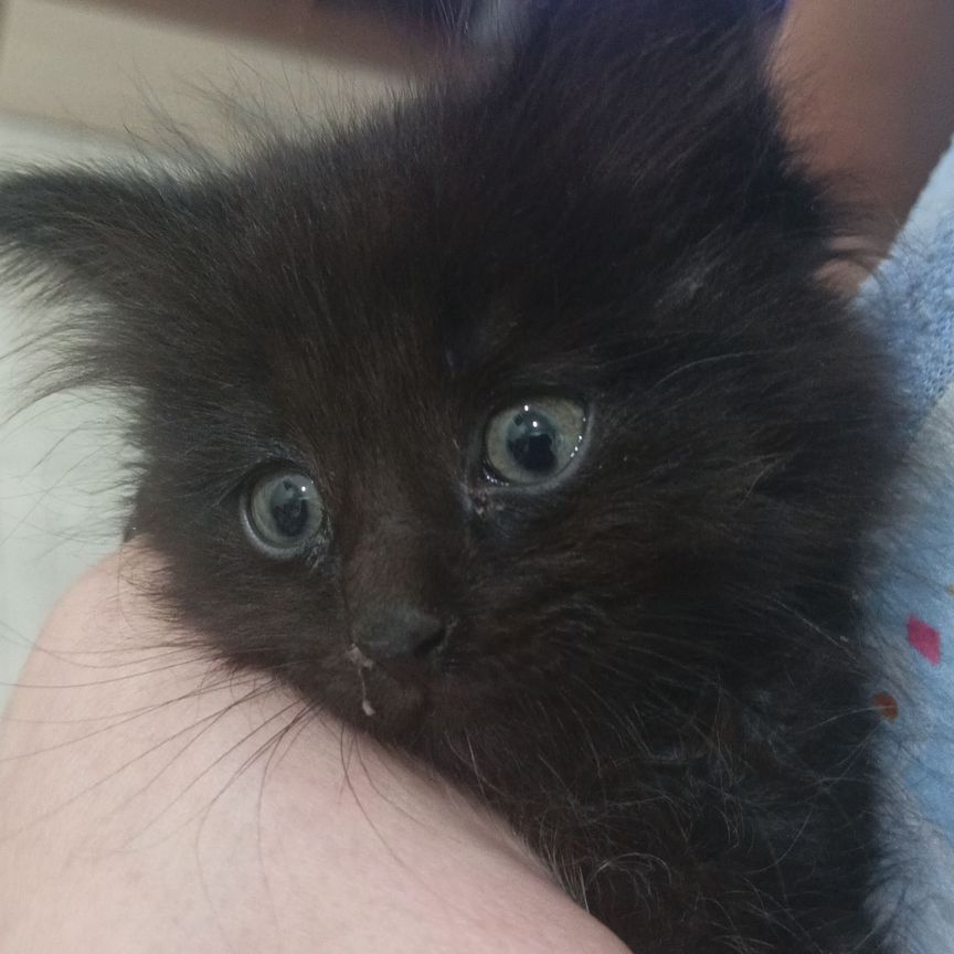 Котëнок девочка чëрного окраса