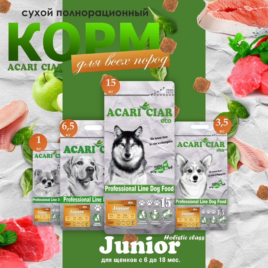 Junior Dog (6.5, medium)