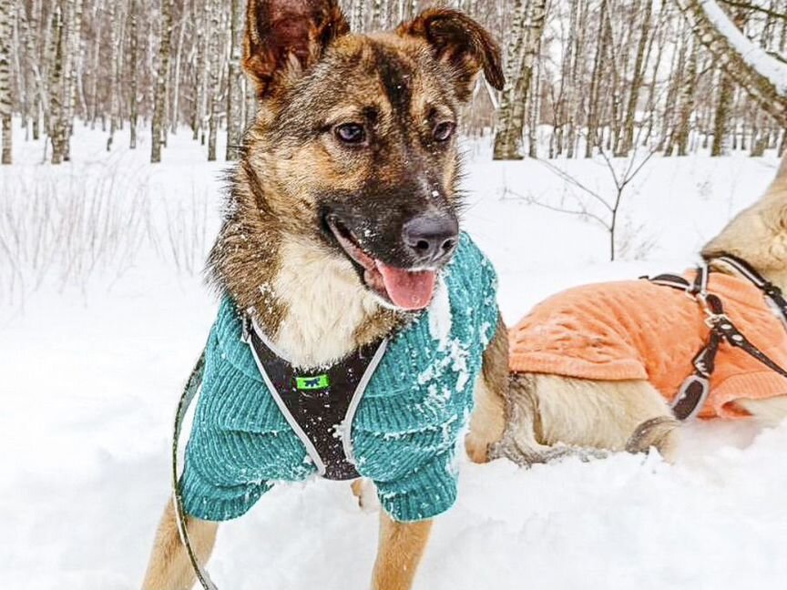 Конопушка в добрые руки