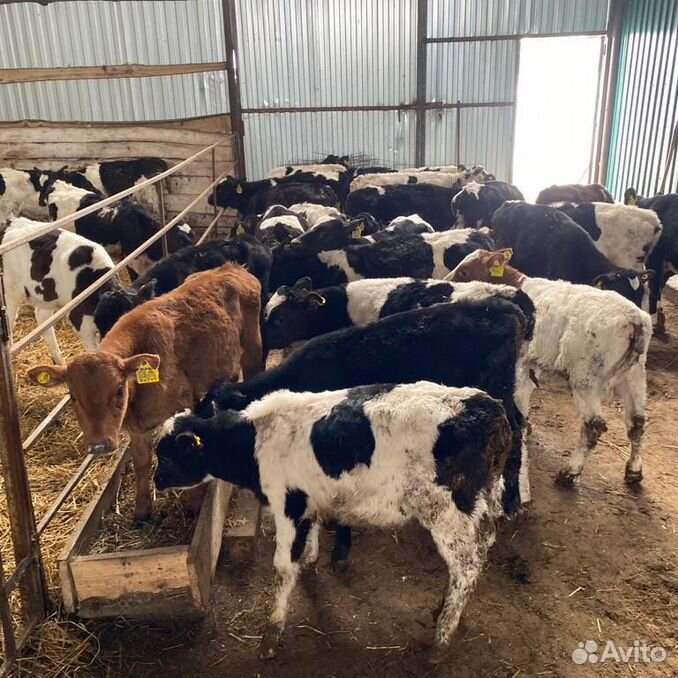 Бычки,телки