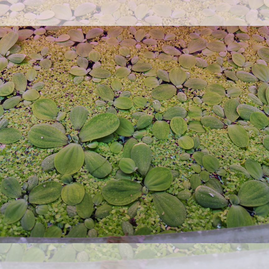 Аквариумные растения бесплатно