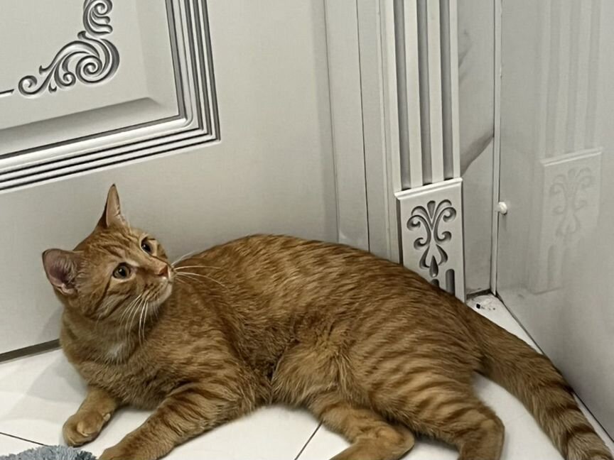 Кот в добрые руки