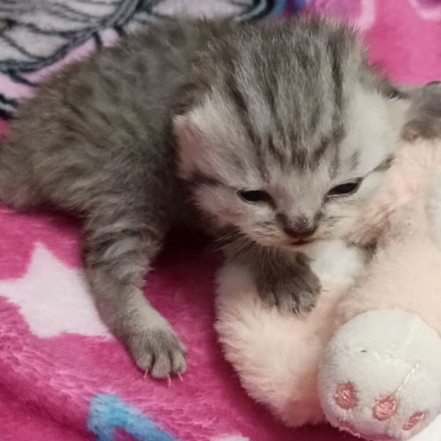 Британский короткошёрстный котёнок