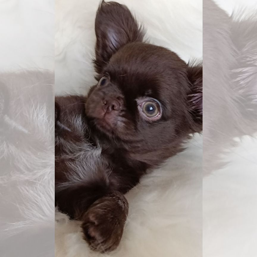 Шоколадная курносая детка