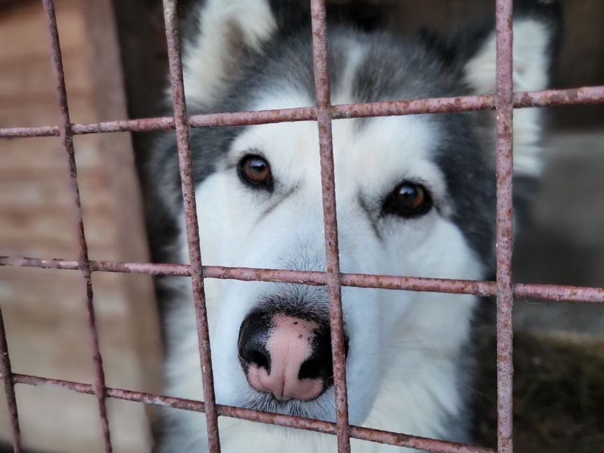 Хаски Купер попал в приют