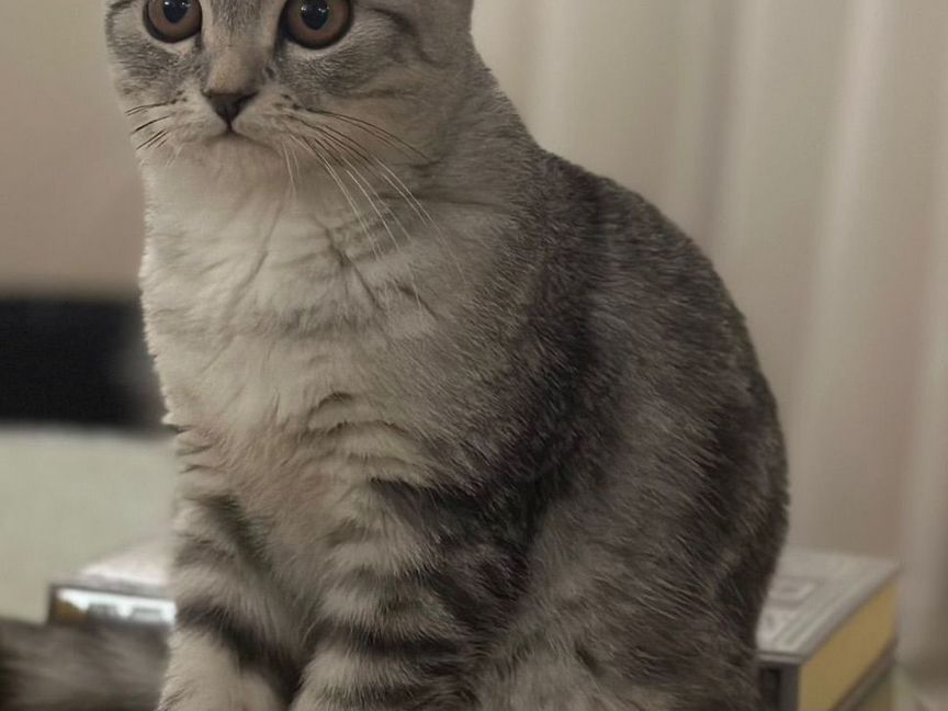 Шотланская вислоухая кошка бесплатно