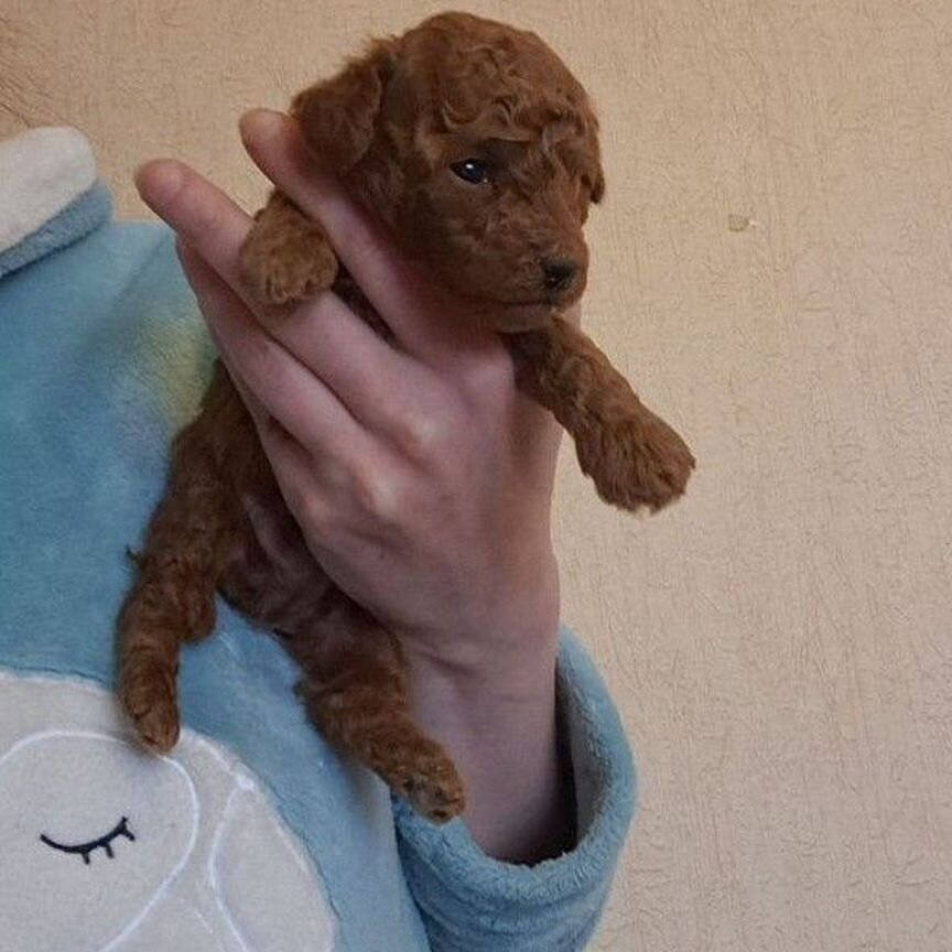 Той-пудель, щенок
