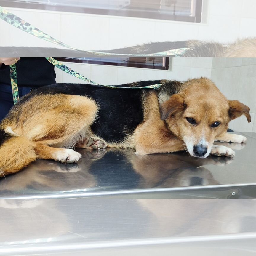 Взрослая собака в добрые руки