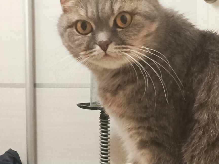 Британская кошка в дар