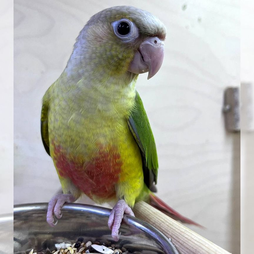 Ручной попугай пиррура