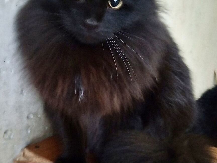 Черная пушистая скромная кошка