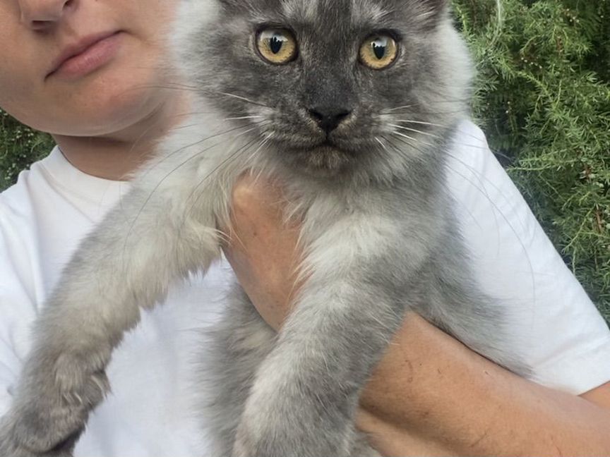 Мейн-кун мальчик черный дым